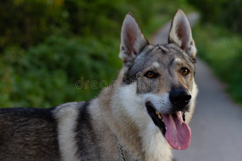Lobo checoslovaco imagen de archivo. Imagen de perro - 156412941