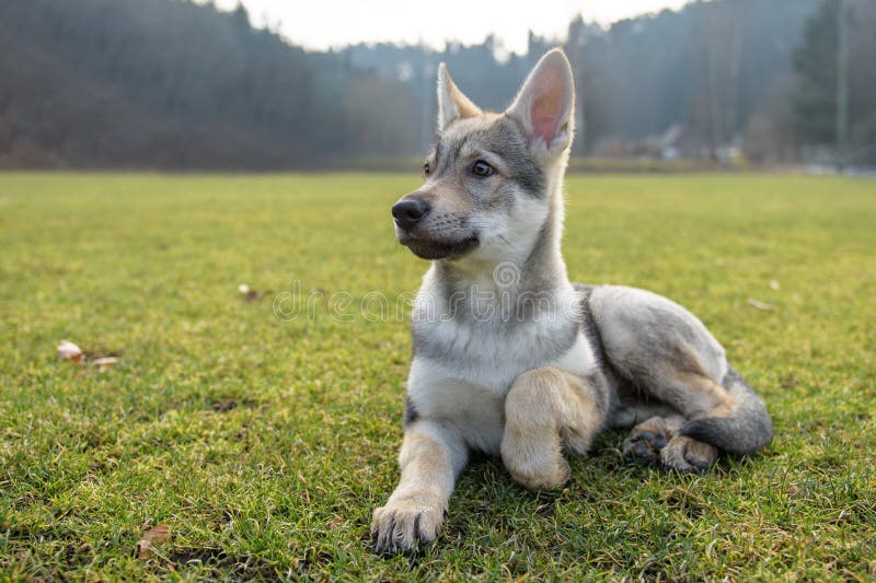 Lobo checoslovaco lindo imagen de archivo. Imagen de animal - 110291161