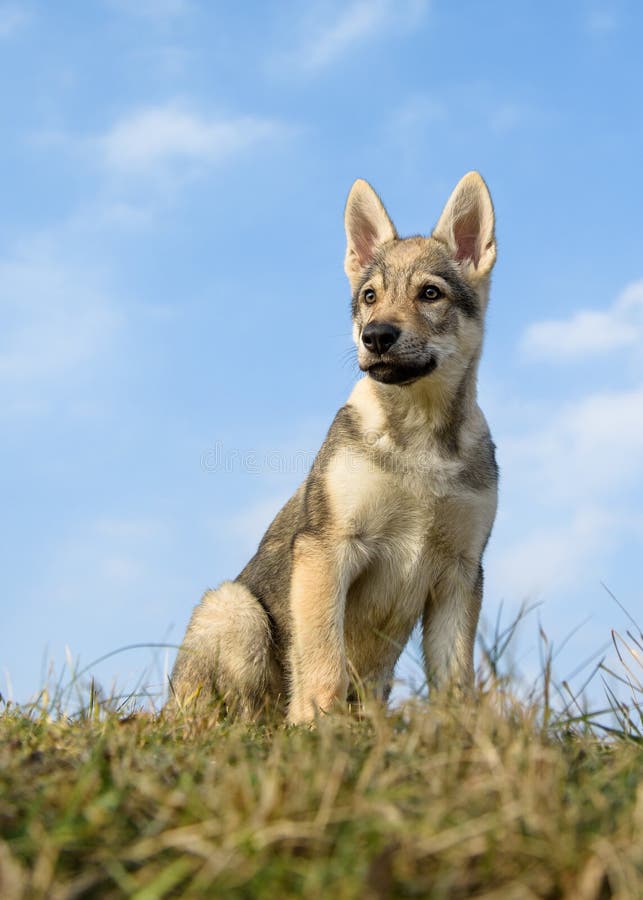 Lobo checoslovaco lindo foto de archivo. Imagen de compinche - 110295194