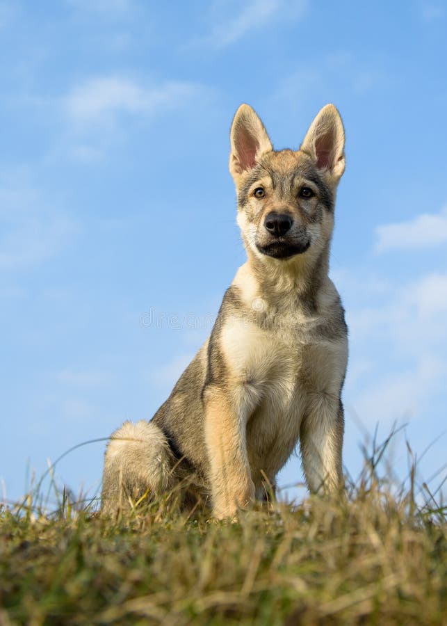 Lobo checoslovaco lindo foto de archivo. Imagen de animal - 110295198