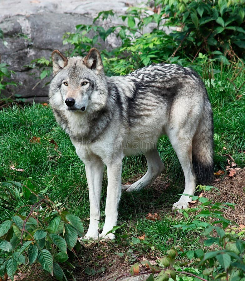 Lobo-cinzento (Canis Lupus) Imagem de Stock - Imagem de nave, prata ...