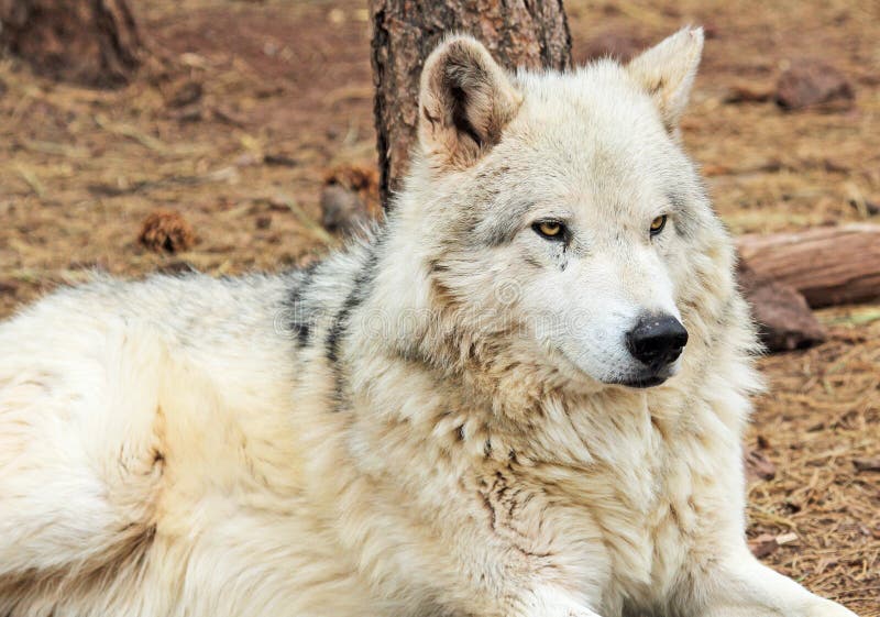Lobo De Alaska De La Tundra Foto de archivo - Imagen de cubo, lobo ...