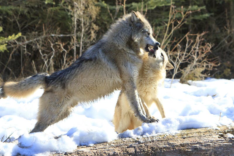 Vovô Sendo Submisso Ao Macho Alfa Foto de Stock - Imagem de alfa ...