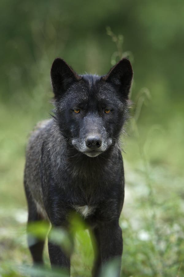 Lobo de madeira preto imagem de stock. Imagem de povos - 20282013