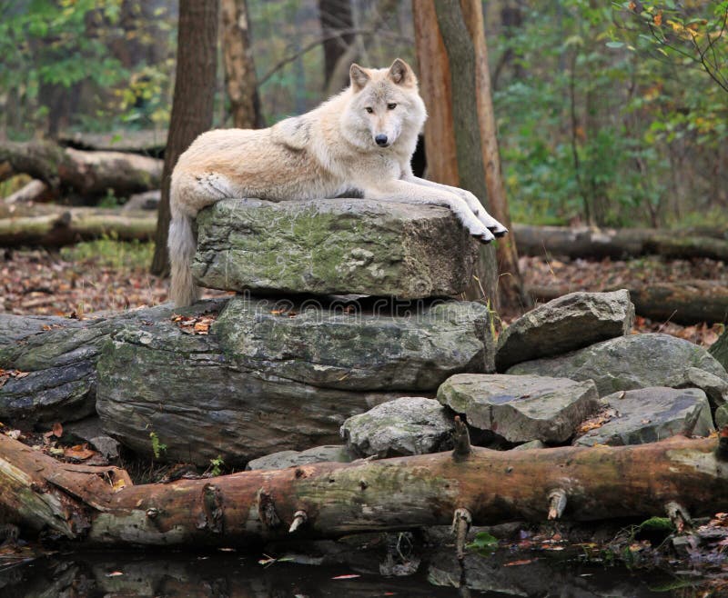 El Lobo En Los Aullidos De La Roca Foto de archivo - Imagen de fuerte ...