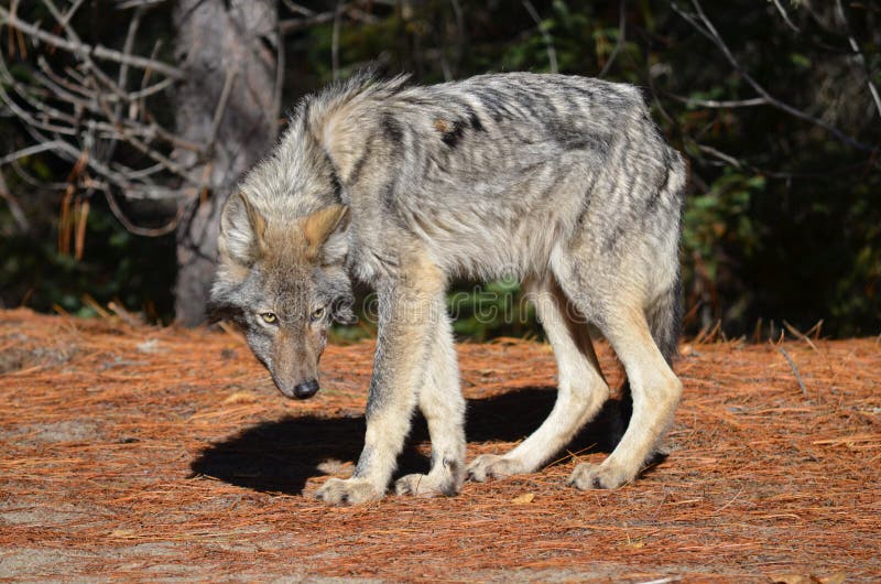 Lobo Oriental En El Desierto Imagen de archivo - Imagen de ontario ...