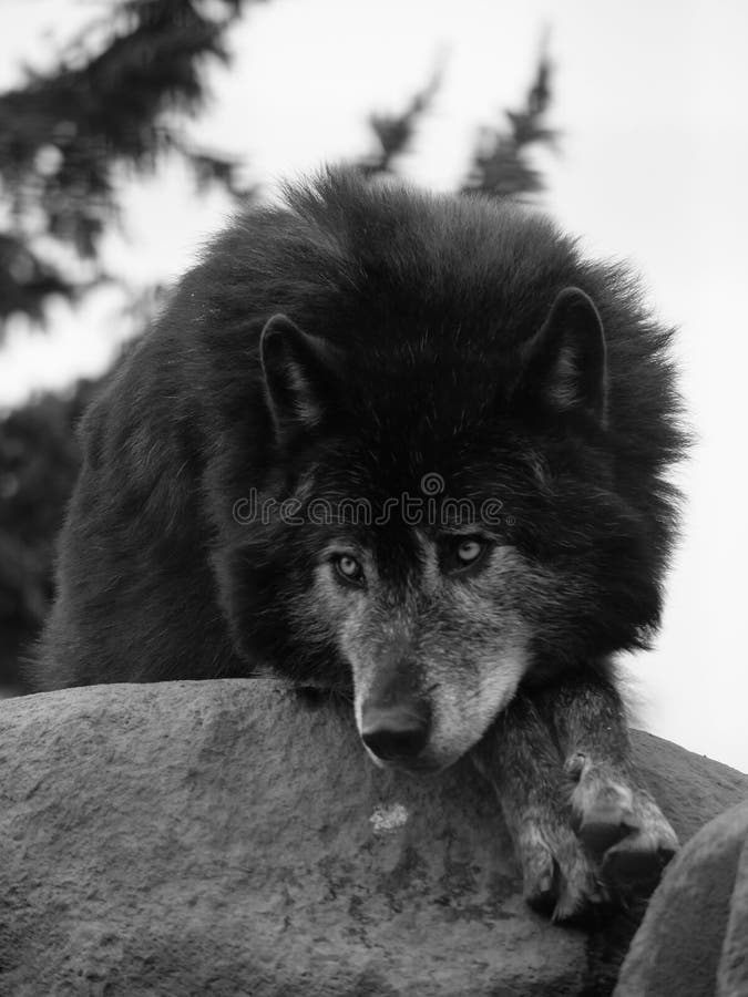 Lobo Descansando En La Roca Foto de archivo - Imagen de céntrico ...