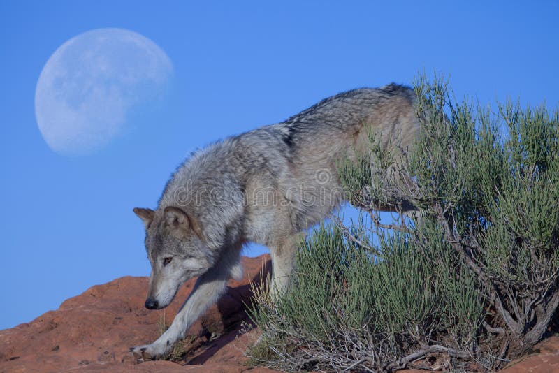 Lobo Do Deserto Com Quase a Lua Cheia Foto de Stock - Imagem de verde ...