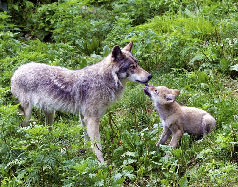 Filhote de lobo imagem de stock. Imagem de agradável - 15125591