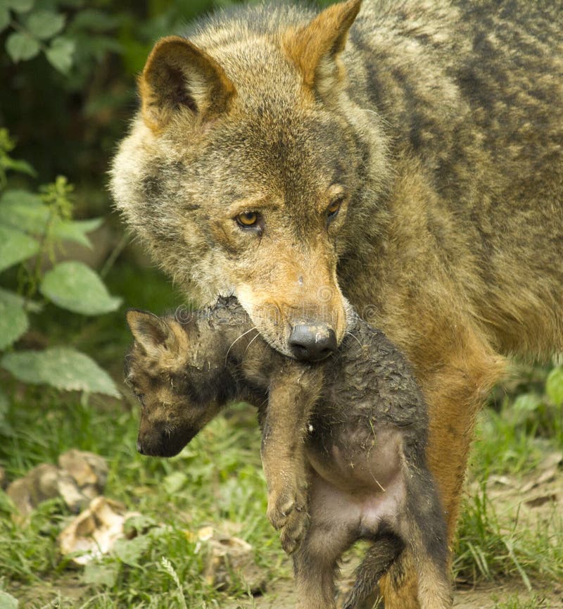 Lobo e filhote de cachorro imagem de stock. Imagem de lobo - 20955687