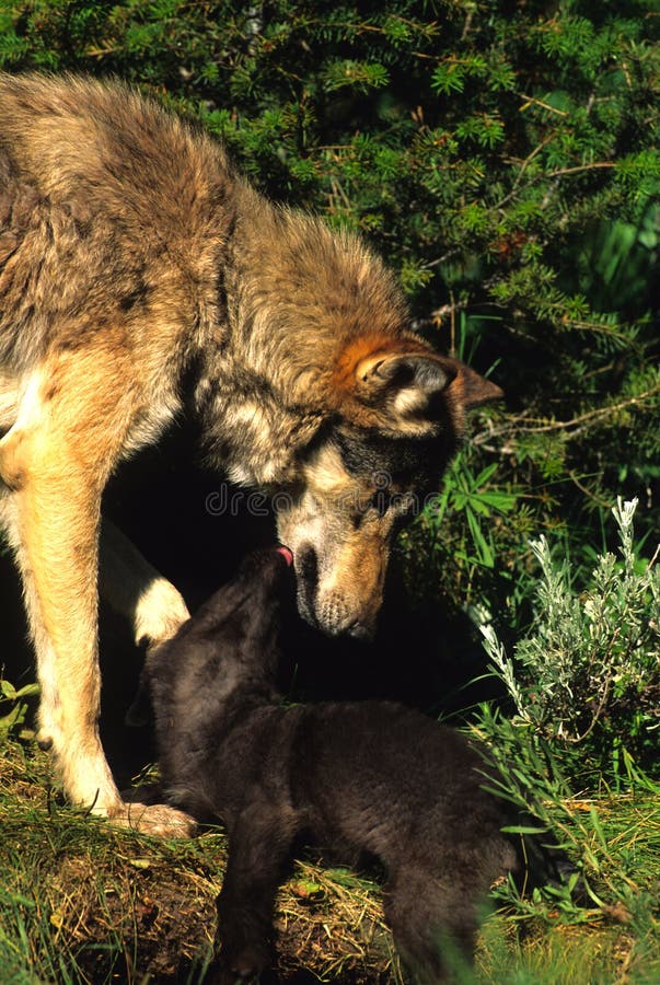 Lobo E Filhote De Cachorro Fêmeas Foto de Stock - Imagem de nave ...
