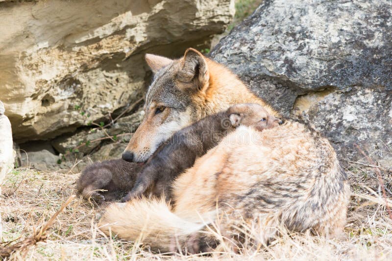 Lobo E Filhotes De Cachorro Da Mãe Foto de Stock - Imagem de cuidado ...
