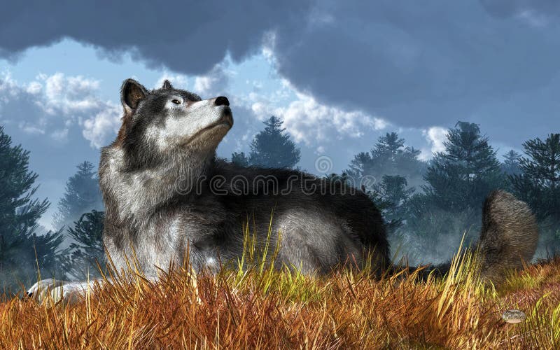Lobo en descanso stock de ilustración. Ilustración de salvaje - 134394141