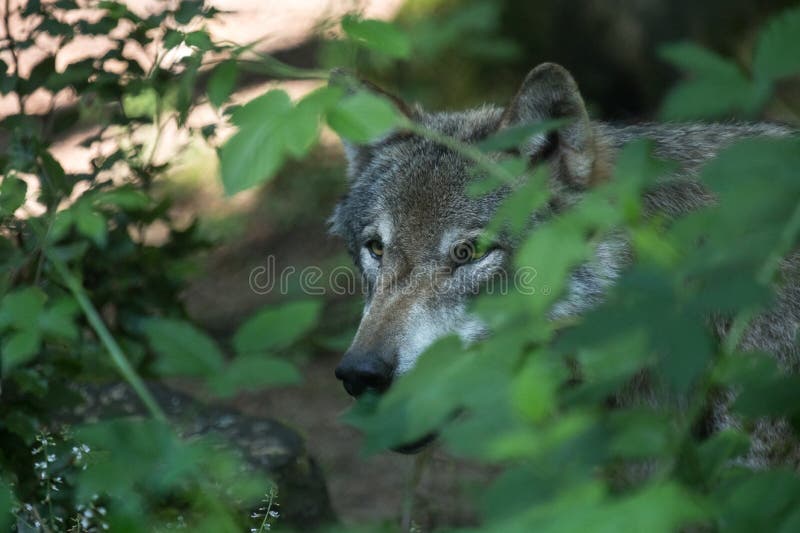 Lobo en el bosque imagen de archivo. Imagen de salvaje - 74975413