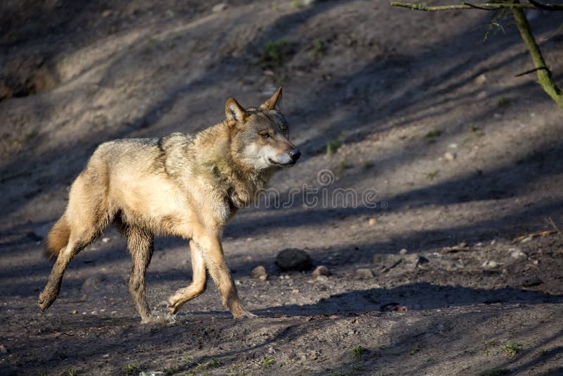 Lobo En El Bosque, Un Retrato Foto de archivo - Imagen de canoa, animal ...