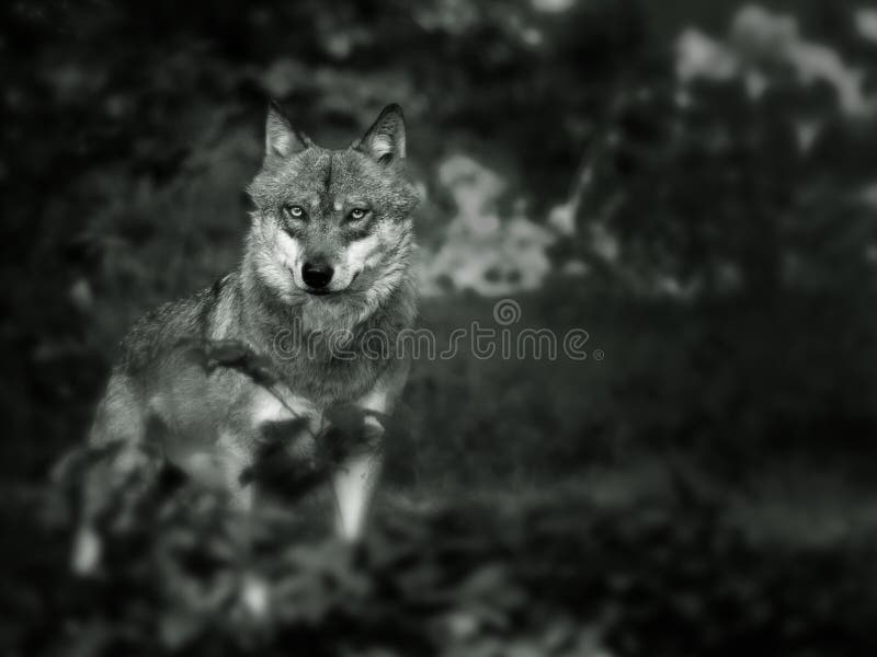 86,256 Lobo Feo Fotos de stock - Fotos libres de regalías de Dreamstime