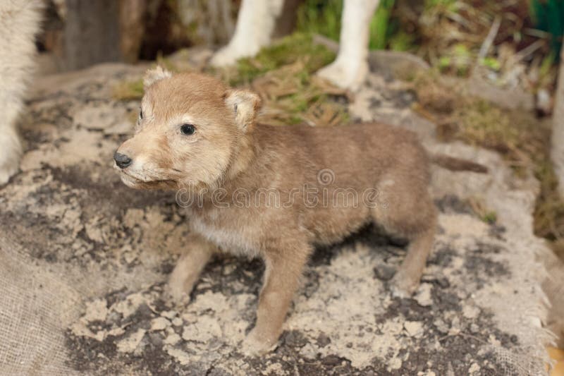 Filhote de lobo cinzento foto de stock. Imagem de madeira - 5486476