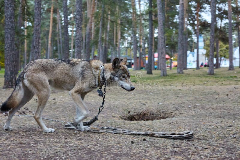 Lobo Flaco Abigarrado En Una Cadena En El Parque Imagen de archivo ...