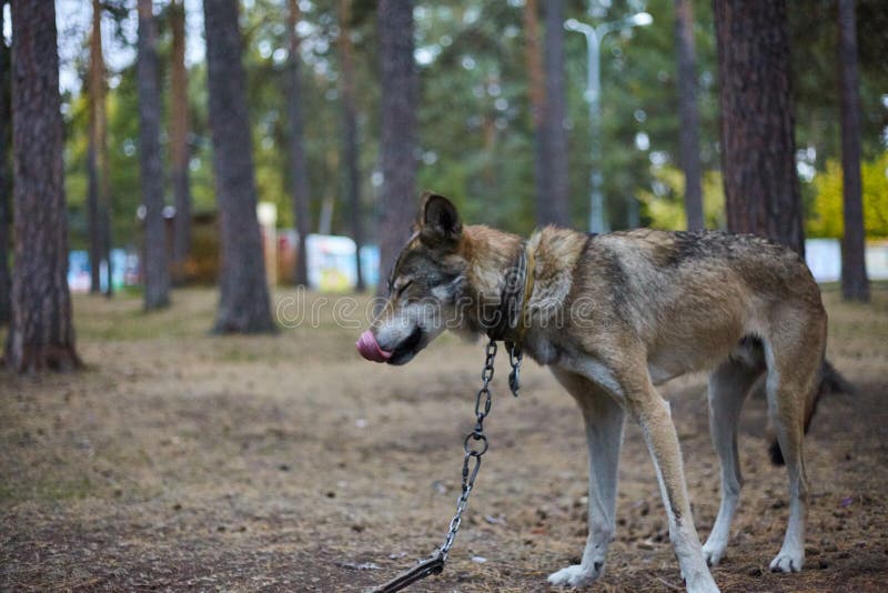 Lobo Flaco Abigarrado En Una Cadena En El Parque Imagen de archivo ...
