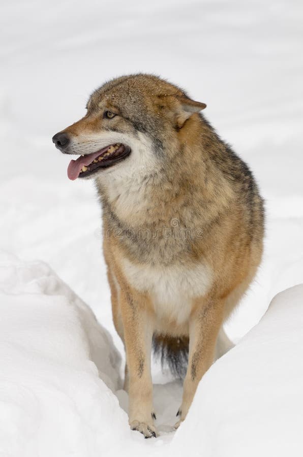 Lobo gris foto de archivo. Imagen de nadie, lobo, lupus - 22980066