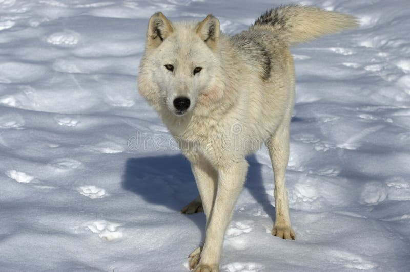Lobos Grises En Minneaota Norteño Imagen de archivo - Imagen de animal ...