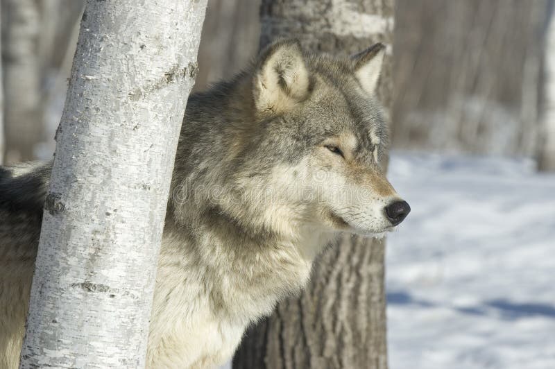 El Lobo Mexicano Gris Se Agacha Sumiso Foto de archivo - Imagen de ...