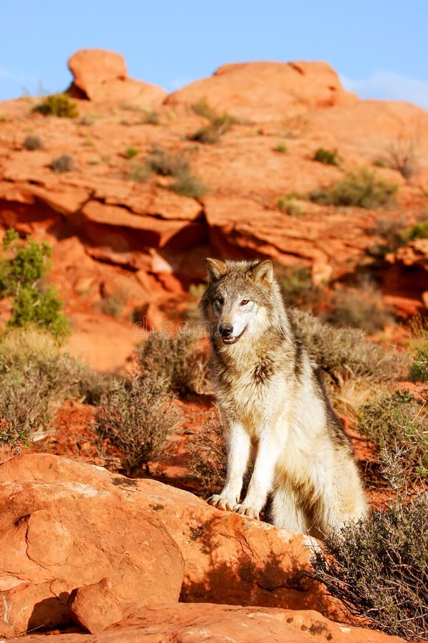 Lobo gris (lupus de Canis) foto de archivo. Imagen de madera - 66853860