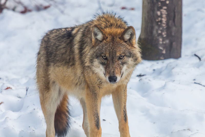 Lobo gris (lupus de Canis) foto de archivo. Imagen de cazador - 76177120