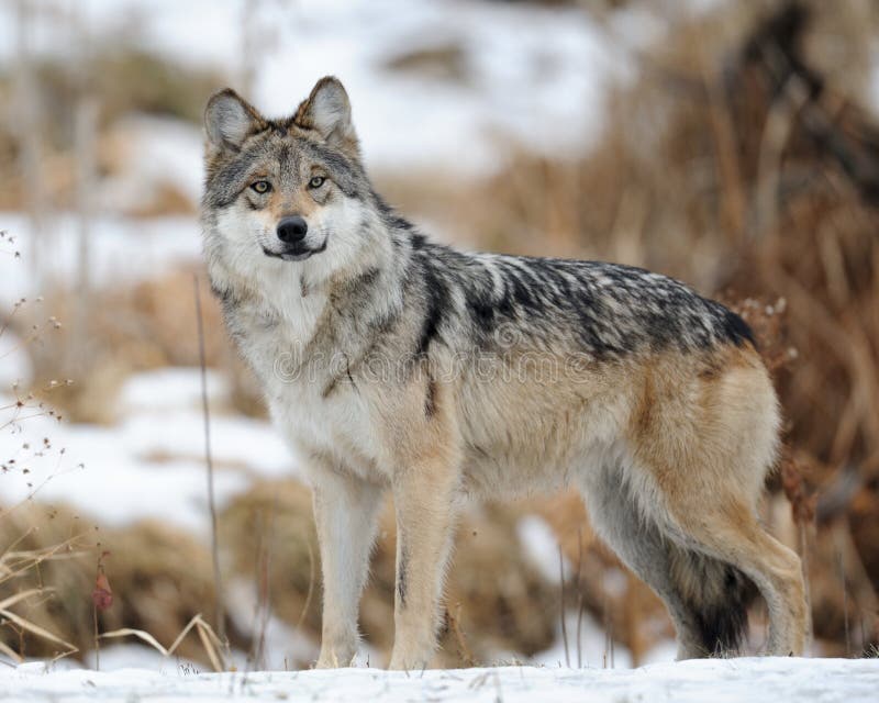 Lobo Gris Mexicano (baileyi Del Lupus De Canis) Imagen de archivo ...
