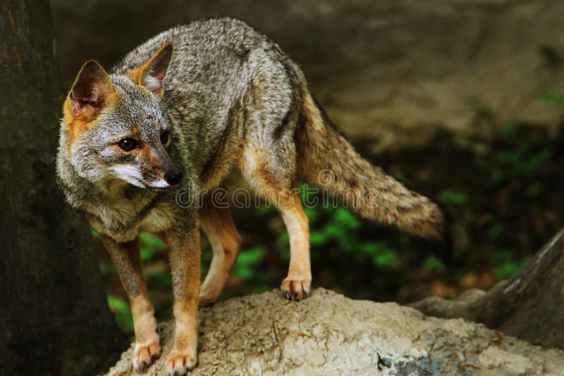 Lobo, Guayaquil, Ecuador foto de archivo. Imagen de cubo - 100405324