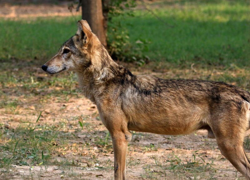 Indio Wolf Sitting En Rampa Imagen de archivo - Imagen de criatura ...