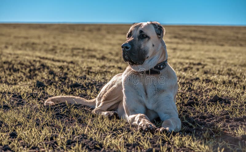 Lobo foto de archivo. Imagen de hierba, honestidad, turco - 236669520