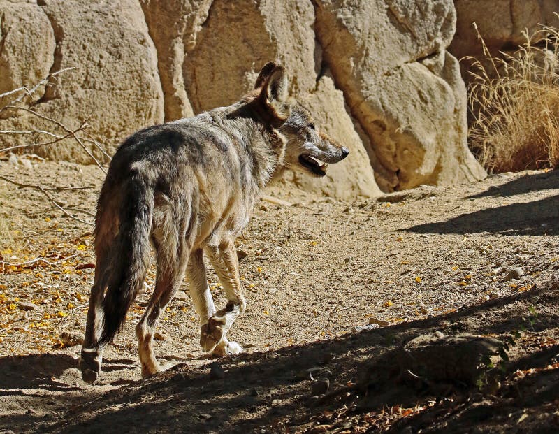 Lobo mexicano foto de archivo. Imagen de rapaz, detalle - 101351938
