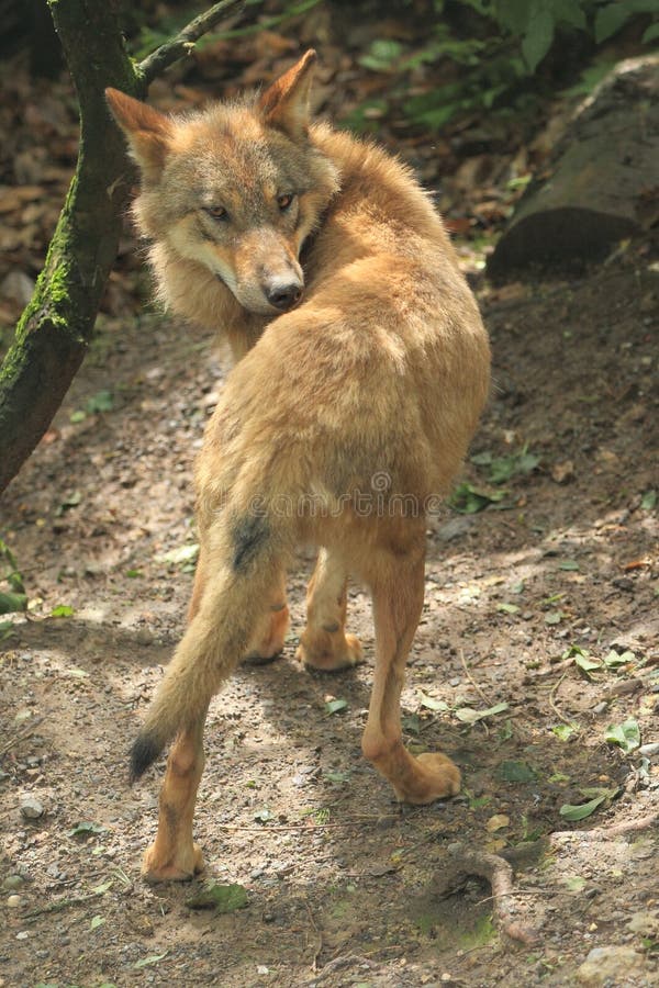 Lobo mongol foto de archivo. Imagen de cubo, suelo, animal - 25804556