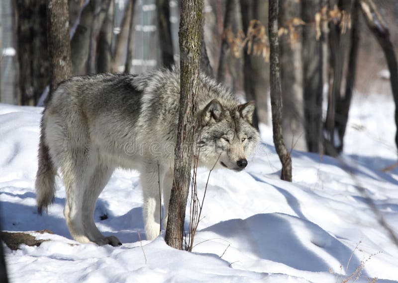 Lobo na floresta imagem de stock. Imagem de floresta - 21789553