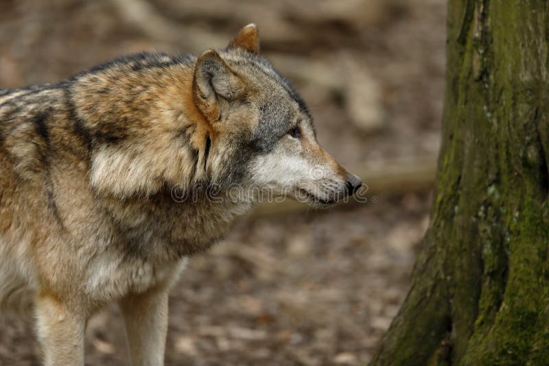 Lobo na floresta foto de stock. Imagem de animal, predador - 144689722