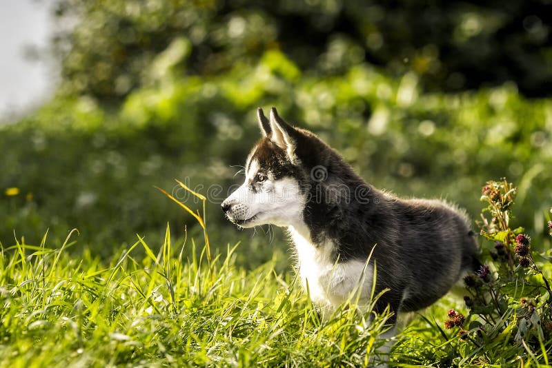 O Lobo Pequeno Olha Na Distância Vista Traseira Imagem de Stock ...