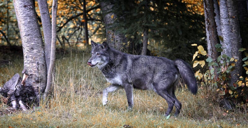 Lobo preto imagem de stock. Imagem de lobo, divisa, lobos - 18527029