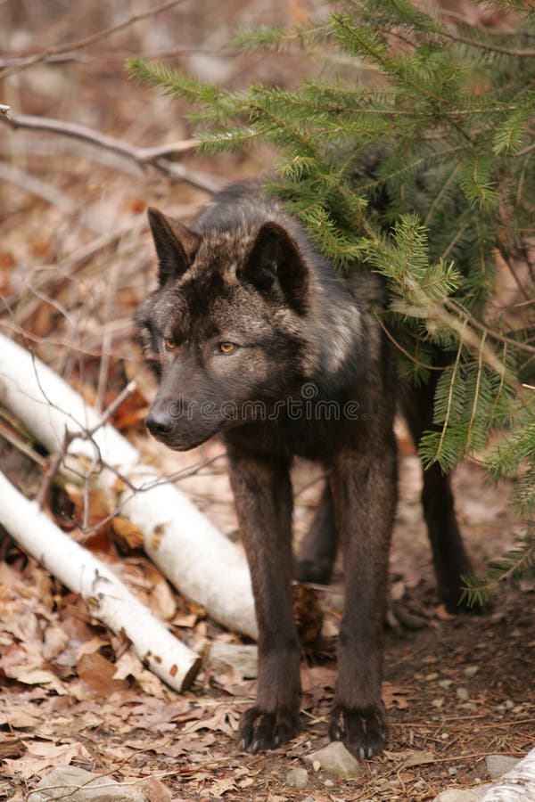 Lobo preto imagem de stock. Imagem de canino, pelaria - 3317759