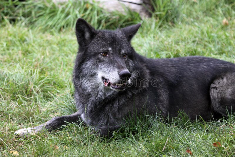 Lobo preto imagem de stock. Imagem de lobo, divisa, lobos - 18527029