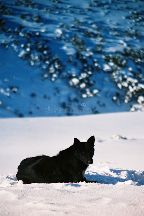 Lobo preto imagem de stock. Imagem de marca, montanhas, inverno - 81111