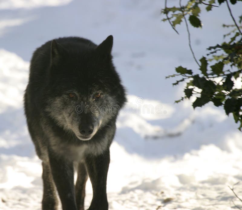 Lobo preto foto de stock. Imagem de wildlife, cinzento - 8208758