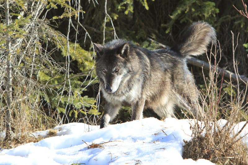 Lobo Preto Fotos De Stock - Baixe 11,273 Fotos Royalty Free