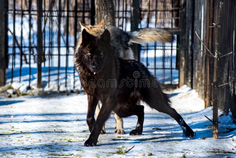 Lobo preto na neve imagem de stock. Imagem de olhar - 110800321