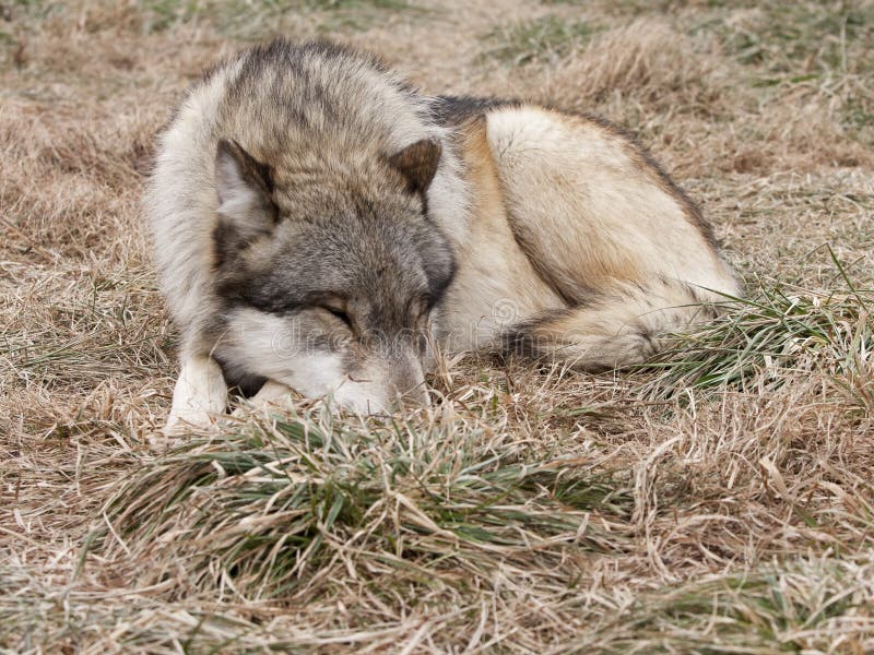 Lobo do sono imagem de stock. Imagem de lobo, cabelo, naughty - 480389