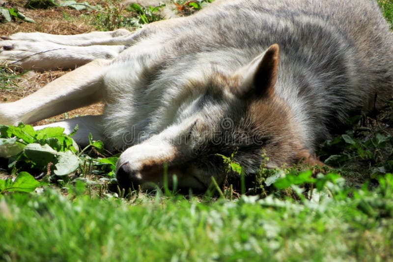 Lobo el dormir foto de archivo. Imagen de animal, lobo - 5502246