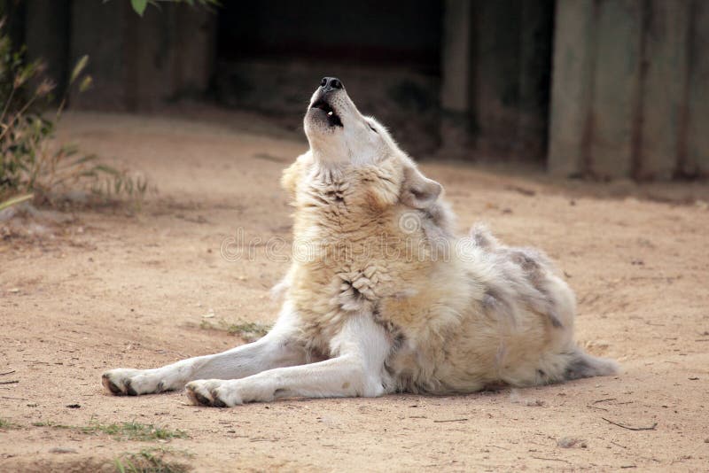 Lobo que grita foto de archivo. Imagen de animal, bosque - 41737776