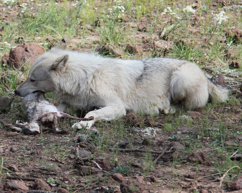 Lobo Que Pone Comiendo Un Conejo Foto de archivo - Imagen de comer ...
