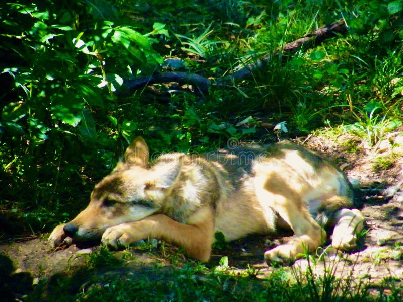 Lobo Que Relaxa Na Vegetação Imagem de Stock - Imagem de foto, alpino ...