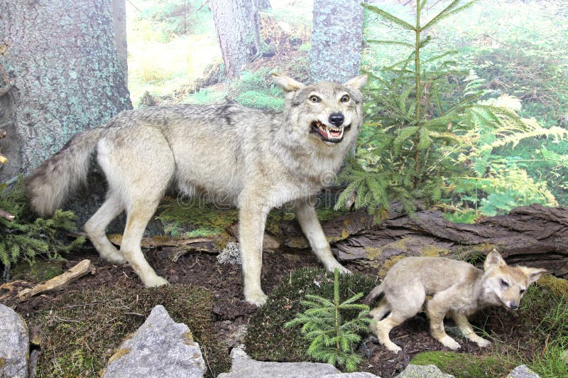 Lobo real de Tailandia foto de archivo. Imagen de cogido - 46658214